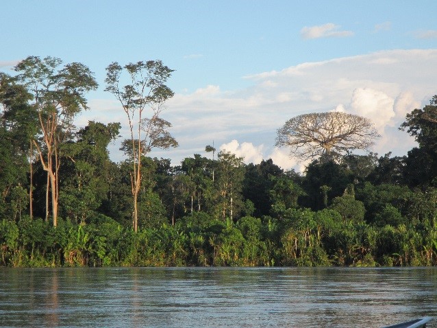 Turtles | Cofán Info